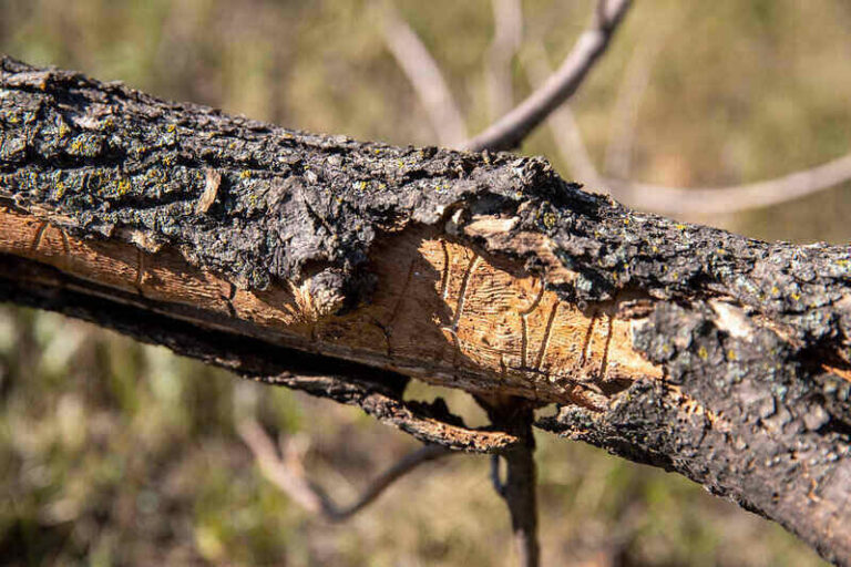 Identifying and Managing Tree Pests – Vista Homes